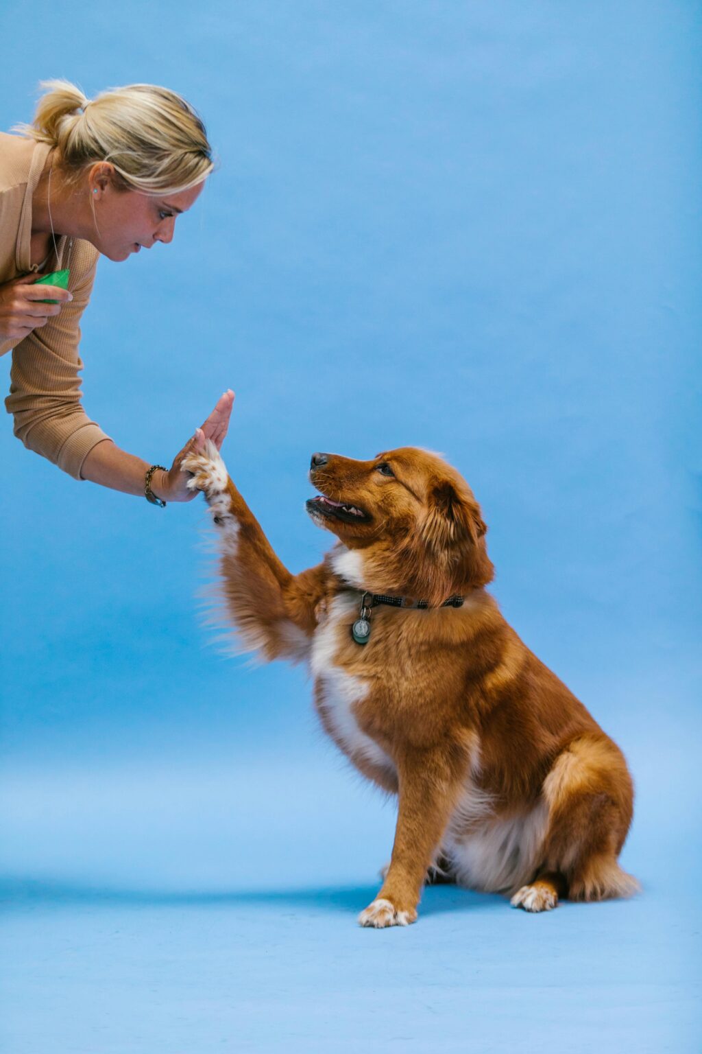 Why Training Your Dog Is Worth It - All Things D.O.G.