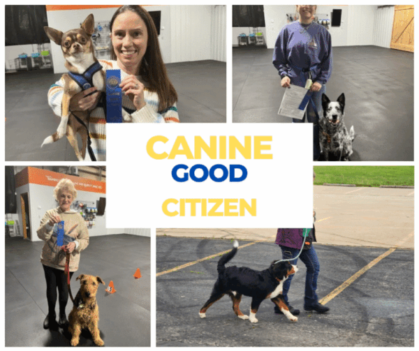 Canine Good Citizenship - All Things D.O.G.