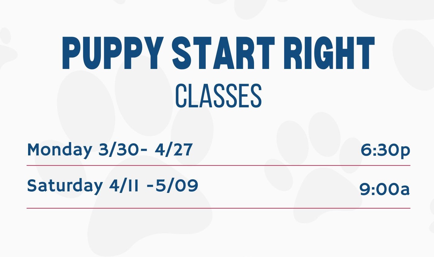 Puppy Training - All Things D.O.G.